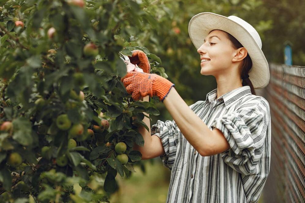 Компания "Фруктовая Лавка"
